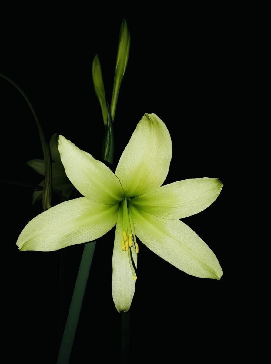 南米 原種アマリリス Hippeastrum viridiflorum 実生D パラモンガイア Paramongaia ブルーアマリリス ...