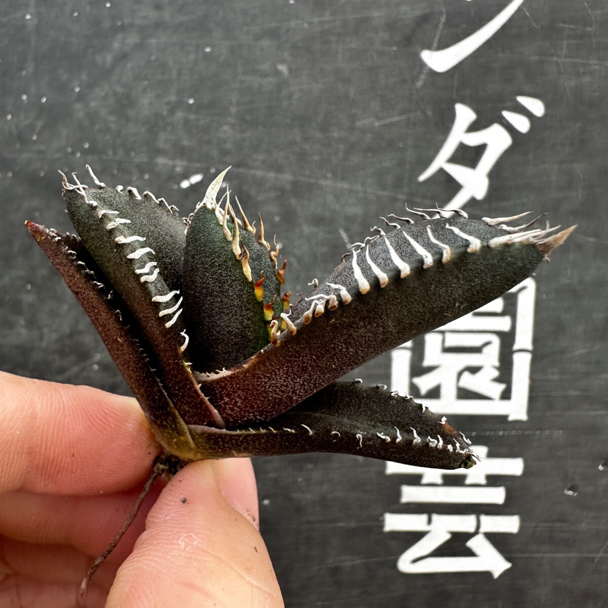 B74 パンダ園芸 発根済 アガベ チタノタ 金剛 子株 agave kingkong メリクロン株(アガベ)｜売買されたオークション情報、yahooの商品情報をアーカイブ公開 ...