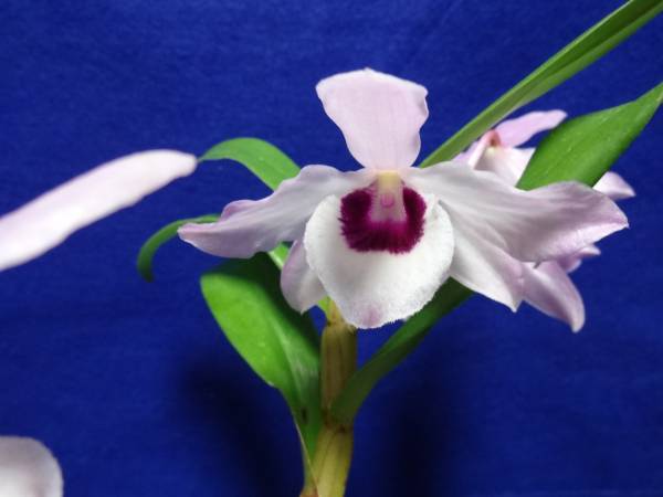 Den Dalhou-Nobile 一代交配種(ラン)｜売買されたオークション情報、yahooの商品情報をアーカイブ公開 - オークファン ...