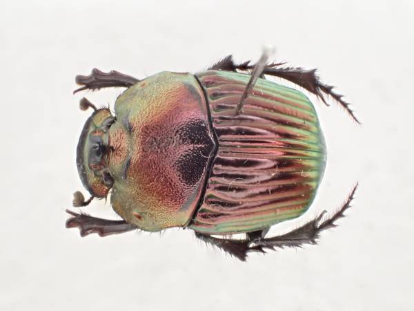 Pha-09 大型美麗 メキシカヌス ニジダイコクコガネ ♂ 小型(虫類)｜売買されたオークション情報、yahooの商品情報をアーカイブ公開 - オークファン（aucfan.com）