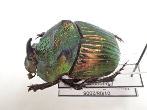 Pha-09 大型美麗 メキシカヌス ニジダイコクコガネ ♂♀ 大型ペア(その他)｜売買されたオークション情報、yahooの商品情報をアーカイブ公開 - オークファン（aucfan.com）