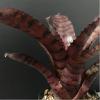 ネオレゲリア グローヴス レッドタイガー Neoregelia ‘Groves Red Tiger’ ブロメリア タンクブロメリア(アナナス ...