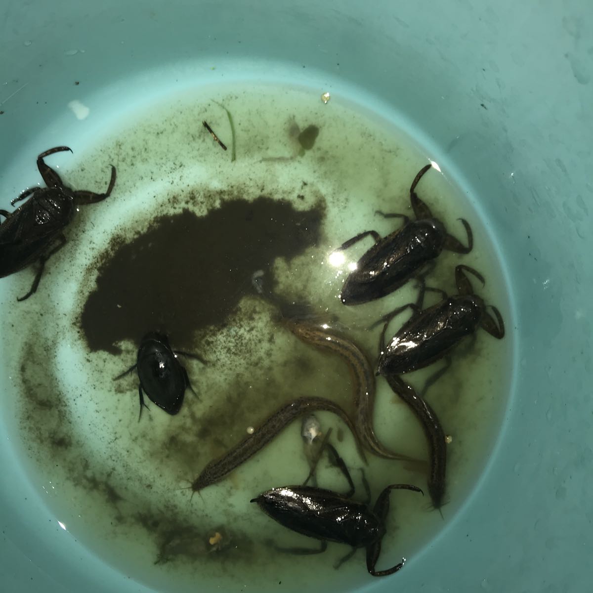 タガメ 1ペア 天然(魚類、水生生物)｜売買されたオークション情報、yahooの商品情報をアーカイブ公開 - オークファン（aucfan.com）