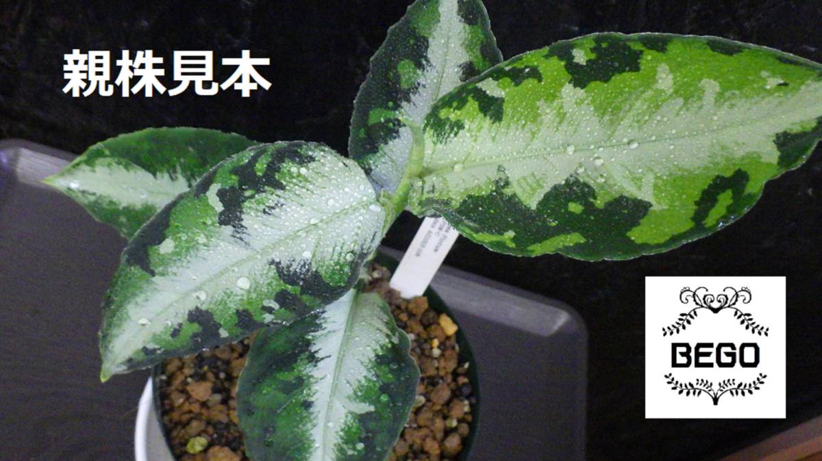BEGO-SELECT アグラオネマ キャッスル Aglaonema Pictum ”Castle” PDN-C from Padan AZ1012-10b(観葉植物)｜売買されたオークション ...