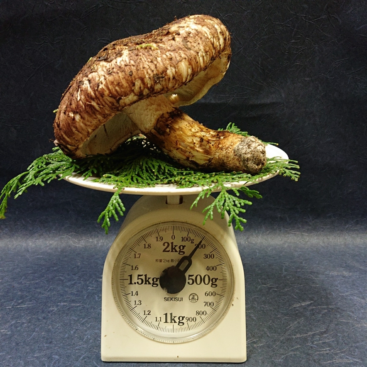 国産松茸 200g(マツタケ)｜売買されたオークション情報、yahooの商品情報をアーカイブ公開 - オークファン（aucfan.com）