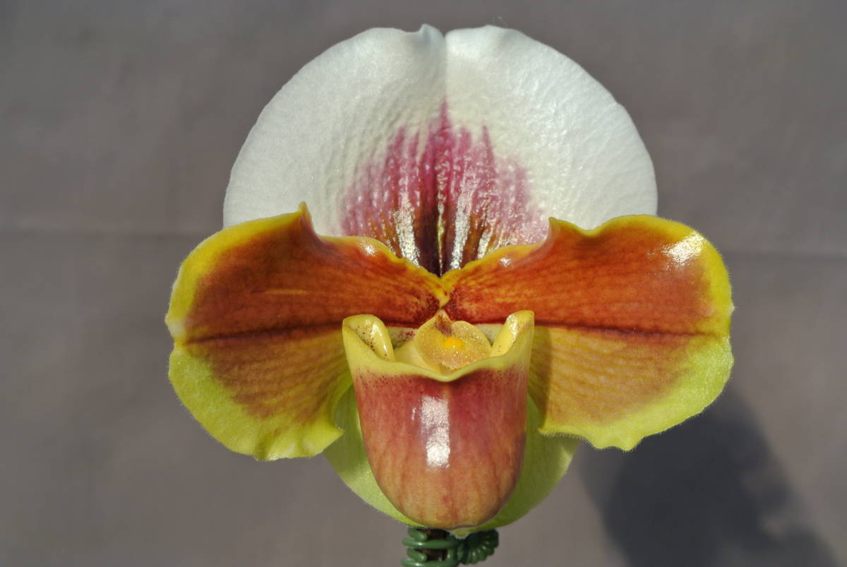 世界らん展2020日本大賞 受賞記念1円スタート OS1038 Paph. Hellas `Via Real' × Tokyo Red ...