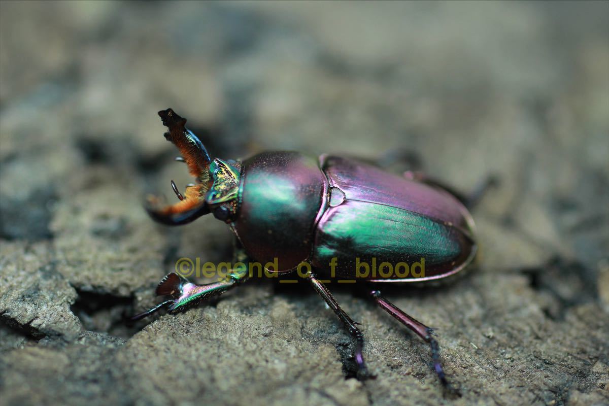 LOB ワメナ産 グラデーションが綺麗なマジョーラ系 パプアキンイロクワガタ パプキン ペア NO2(外国産)｜売買されたオークション情報、yahooの商品情報をアーカイブ公開 ...