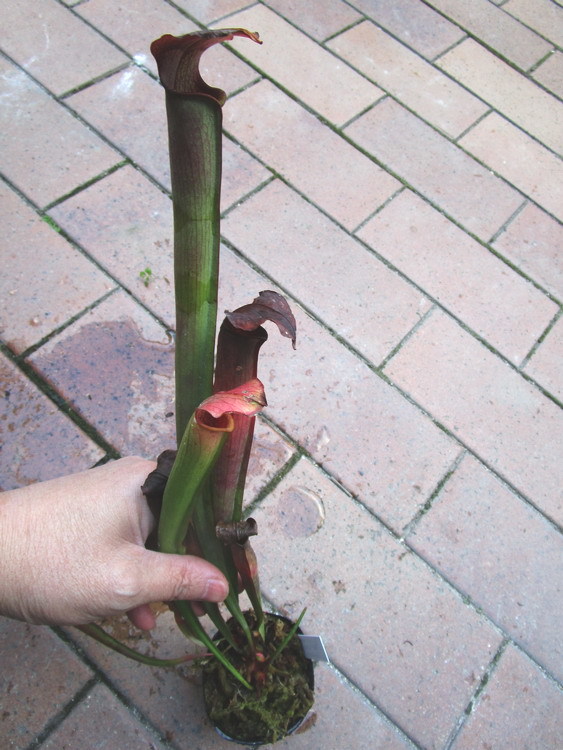 Sarracenia rubra ssp. gulfensis "Fat Pitchers" 食虫植物 サラセニア ルブラ ガルフェンシス ...