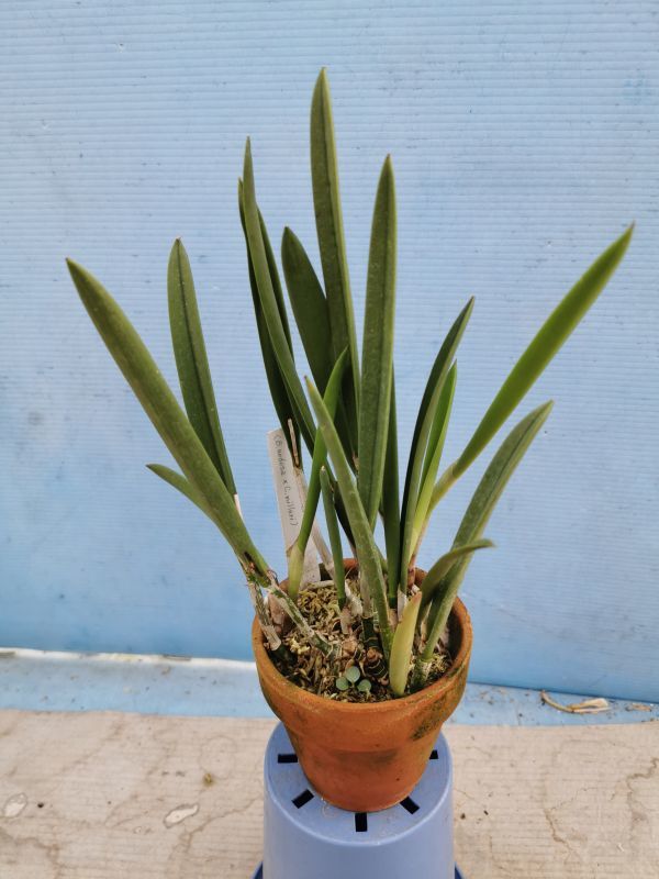 洋蘭 Bc Richard Muller(ラン)｜売買されたオークション情報、yahooの商品情報をアーカイブ公開 - オークファン ...