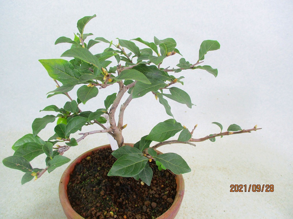 [讃岐屋緑兵衛] 老爺柿 楊貴妃 ＊実1個付 (91082駄温鉢)全高：26㎝※同梱包は「まとめて取引」手続厳守※ ｜その他