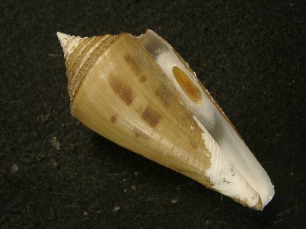 貝殻 アコメガイw/o 大 Conus sieboldii(その他)｜売買されたオークション情報、yahooの商品情報をアーカイブ公開 - オークファン（aucfan.com）