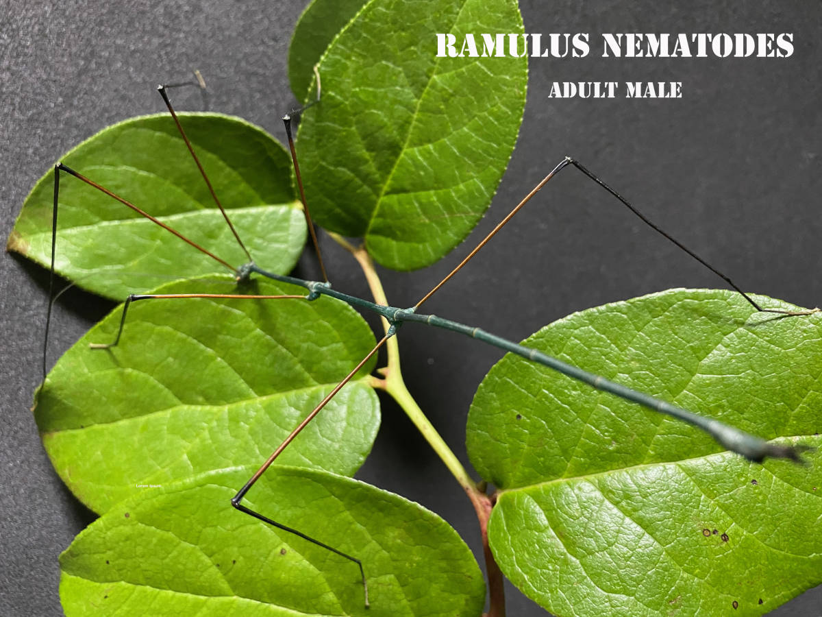 Ramulus nematodes 卵x30個+α 大型 ナナフシ コノハムシ カマキリ バッタ(虫類)｜売買されたオークション情報 ...