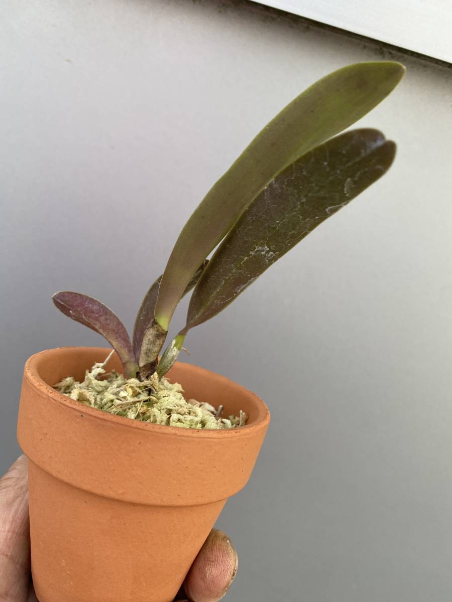 洋蘭原種 カトレア C schroederae x sib. f.oscura 'Sakura Jewel' x 'Dark Select ...