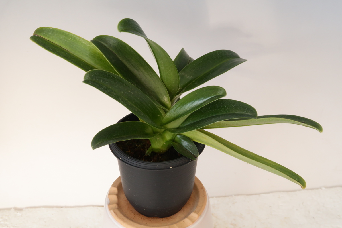 月末半額セール 半額値引再出品 洋蘭 パフィオ TA7423 VS14-24 Paph. Pacific Shamrock 'Rising ...