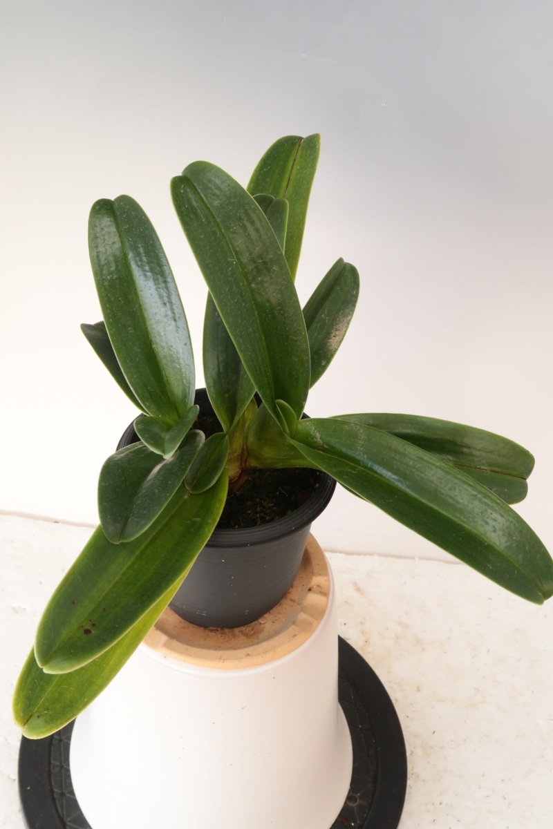 月末半額セール 半額値引再出品 洋蘭 パフィオ TA7423 VS14-24 Paph. Pacific Shamrock 'Rising ...