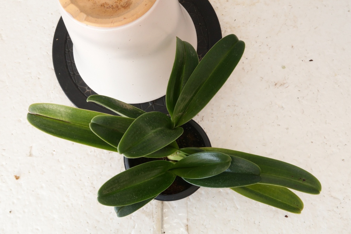 月末半額セール 半額値引再出品 洋蘭 パフィオ TA7423 VS14-24 Paph. Pacific Shamrock 'Rising ...