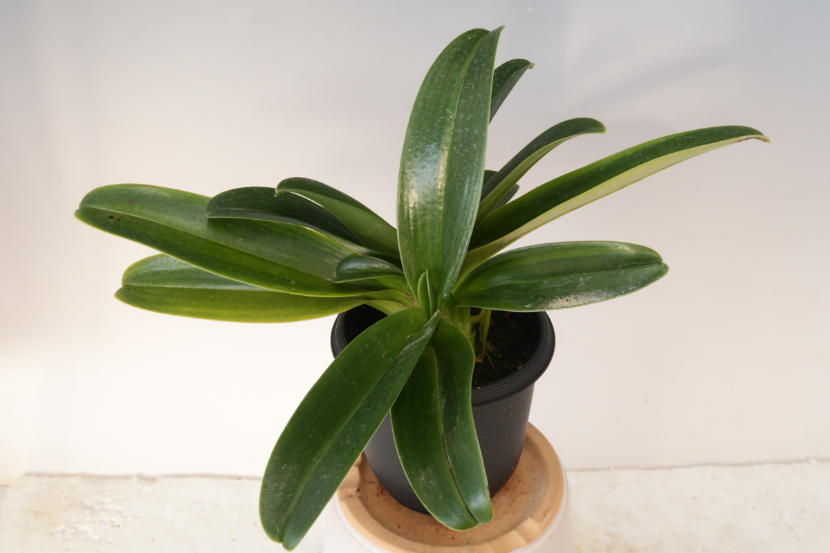 月末半額セール 半額値引再出品 洋蘭 パフィオ TA7423 VS14-24 Paph. Pacific Shamrock 'Rising ...