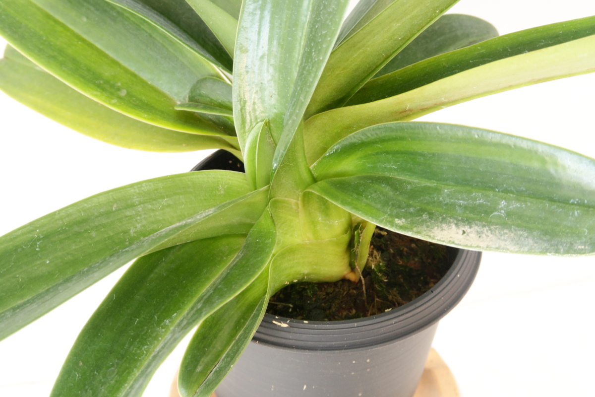 月末半額セール 半額値引再出品 洋蘭 パフィオ TA7423 VS14-24 Paph. Pacific Shamrock 'Rising ...