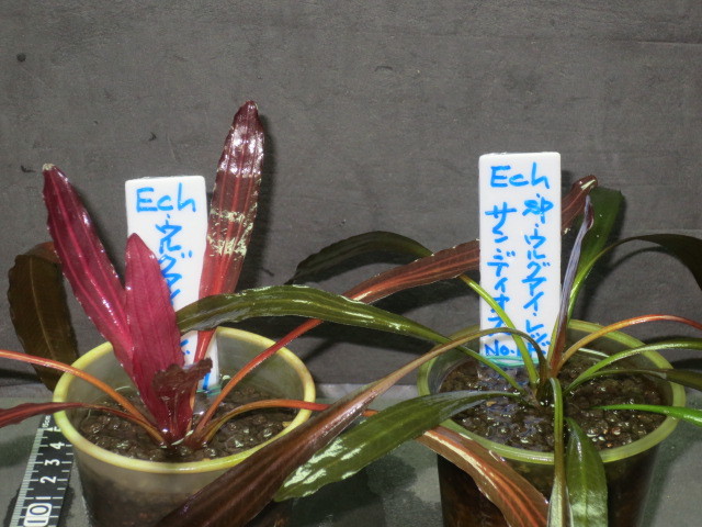 エキスタ 激レア Ech sp ウルグアイ Red ”サン ディオス”No1(エキノドルス)｜売買されたオークション情報、yahooの商品情報をアーカイブ公開 - オークファン（aucfan.com）