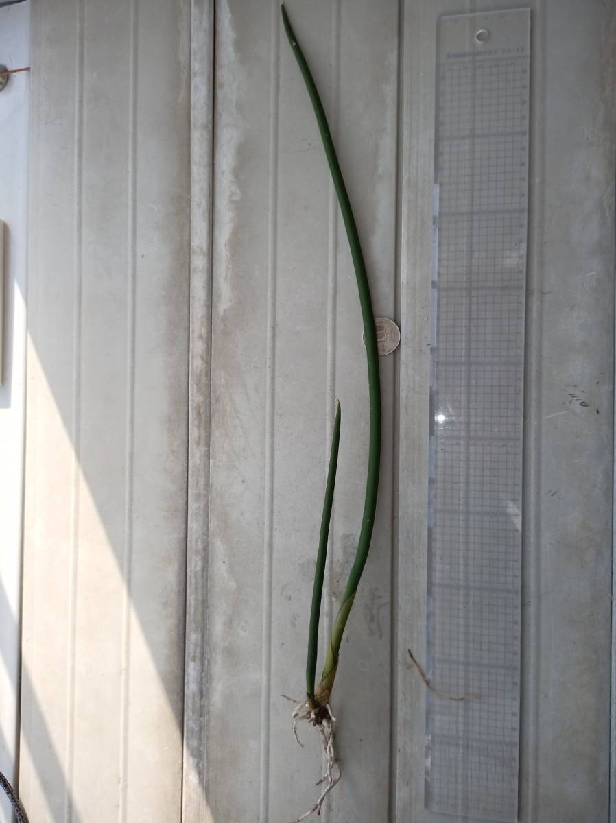Trichocentrum sprucei オンシジウム Oncidium 原種 第4種 第四種 洋蘭 洋ラン 2(ラン)｜売買された ...