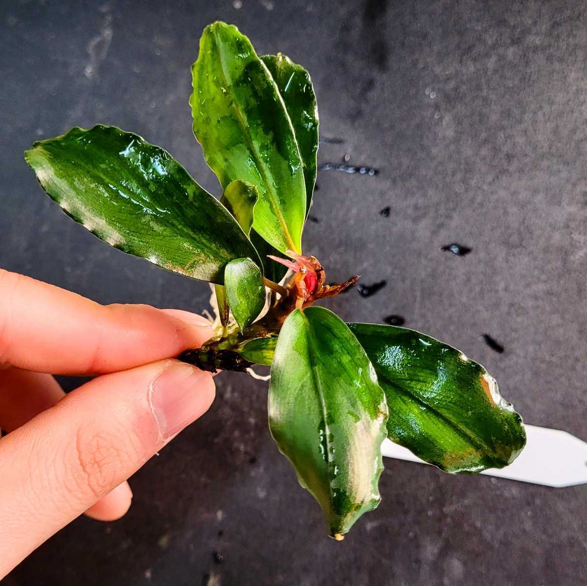 bucephalandra SP.Emerald タグ付き 水草 ブセファランドラ エメラルド(その他)｜売買されたオークション情報 ...