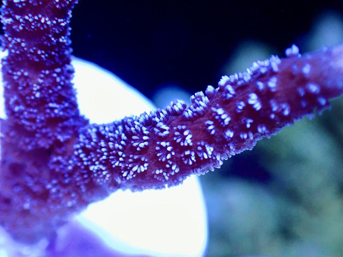 レア個体 CE Digitata Blue 色揚げ個体 Coral Essentials エダコモンブルー オーストラリア産サンゴ(サンゴ ...