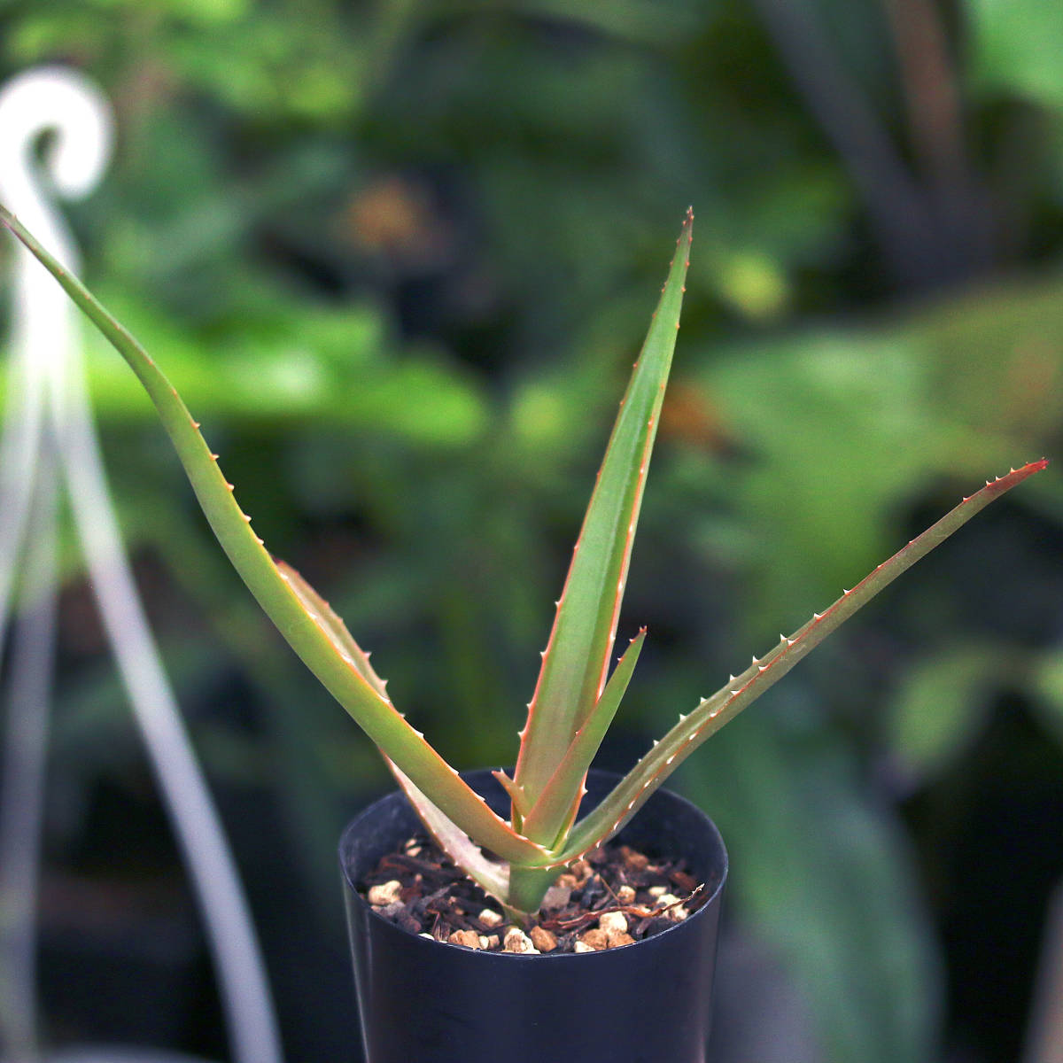 温室整理SALE Aloe excelsa アロエ エクセルサ 大型ジンバブエアロエ(アロエ)｜売買されたオークション情報、yahooの商品 ...