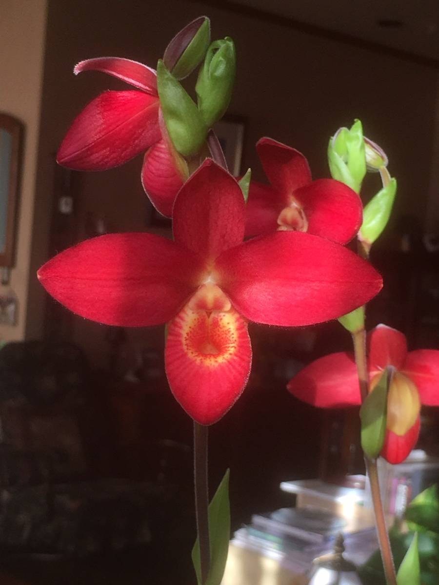 Phrag. Scarlet O’hara Jason Fischer ‘Yashima’ x besseae フラグミ パフィオ Paph ...