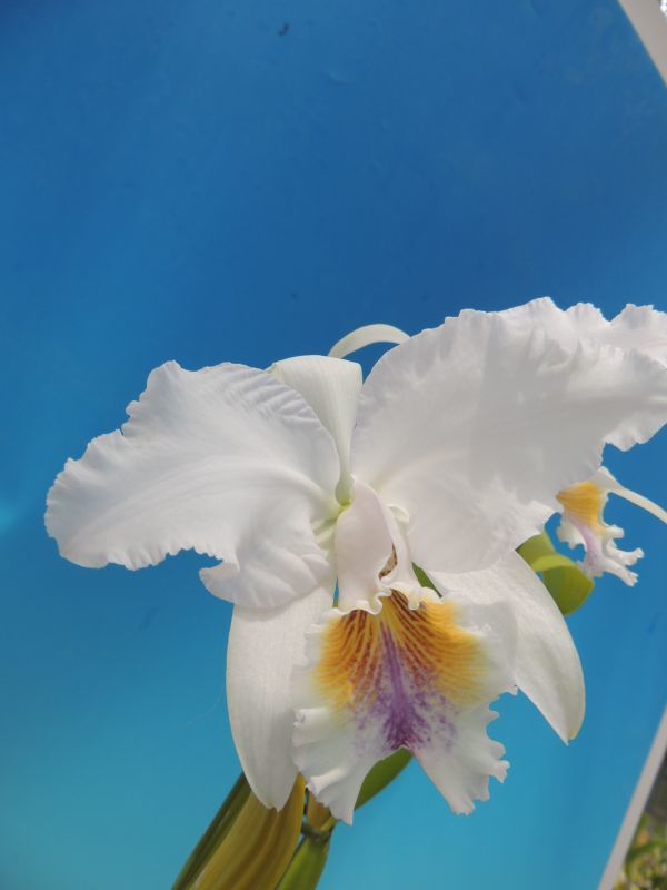 T 当園実生品1円スタート洋蘭 Cattleya mossiae f.coerulea 'Blanca' x self カトレア 洋ラン(ラン ...