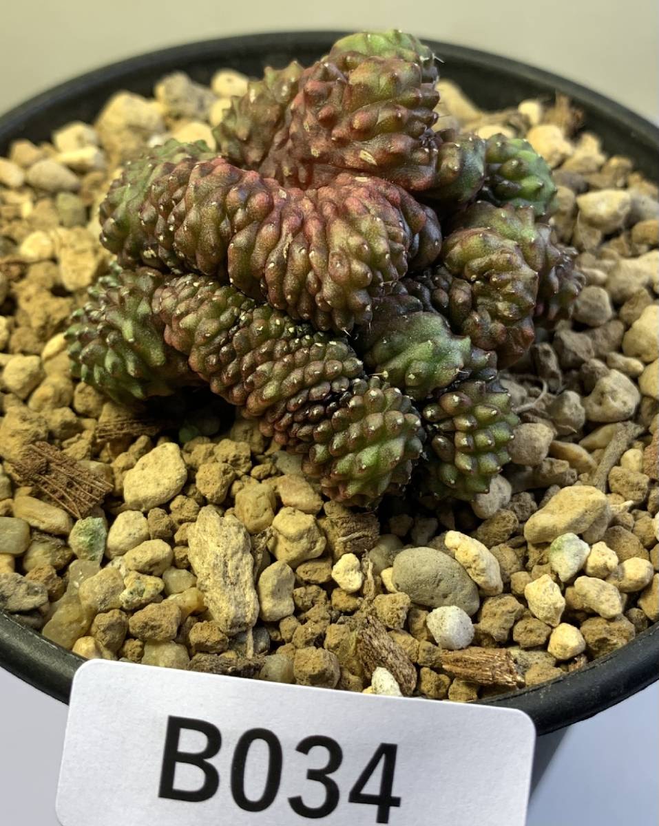 B034 同梱可 ギムノカリキウム クリスタタ トゲ無し レアアイテム Gymnocalycium Cristata 多肉植物 サボテン(サボテン)｜売買されたオークション情報、yahooの ...