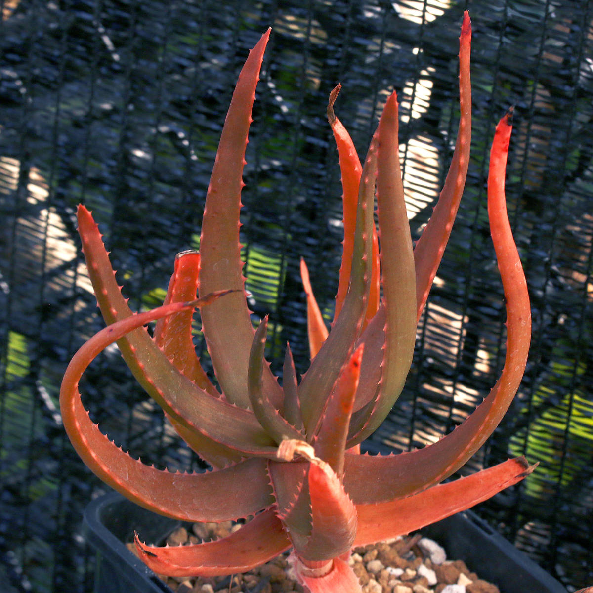 春SALE ∂∂∂ 珍品Aloe alfredii アロエ アルフレディー 細身の珍種アロエ(アロエ)｜売買されたオークション情報、yahoo ...