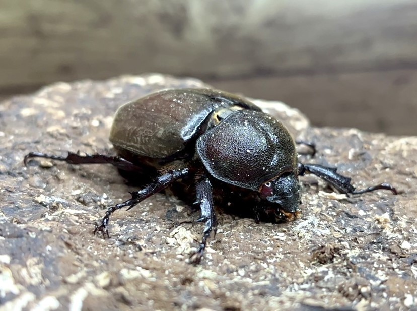 ATGR 国産カブトムシ 江田島レッドアイ メス単品 約43mm CBF1 出品№4(昆虫)｜売買されたオークション情報、yahooの商品情報 ...