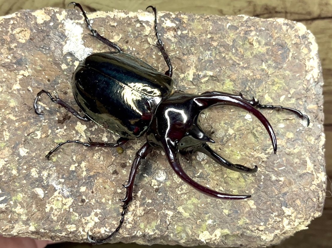 ATGR アトラスオオカブト オス単品 右100mm 左97mm フィリピン ミンダナオ島産 出品№17(外国産)｜売買されたオークション情報 ...