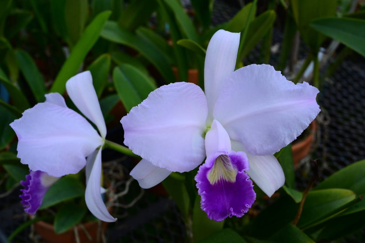 CC-11 C. trianae coerulea 'La Perla' x 'Turquesa' FCC/CCO 洋蘭 原種 カトレア R5 ...