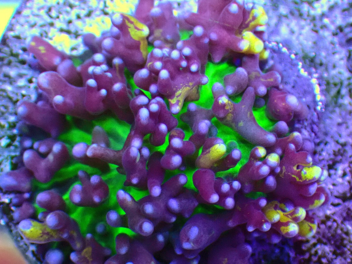 Magic Carpet Type Hairy Mushroom Rhodactis sp. ヘアリーディスクコーラル(海水魚)｜売買された ...