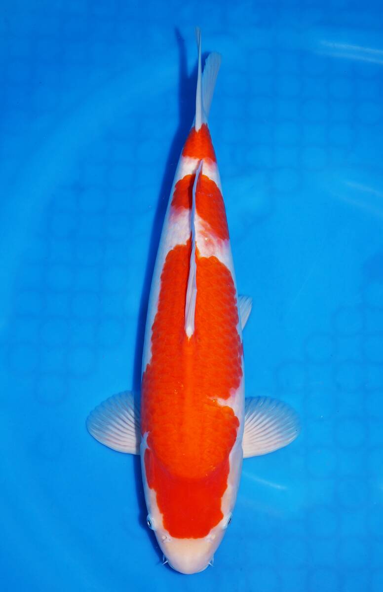 鯉牧場 NO.13 ~2歳大放出SP ~ 山口錦鯉作出 紅白 2歳 47cm(錦鯉)｜売買されたオークション情報、yahooの商品情報をアーカイブ公開 - オークファン（aucfan.com）