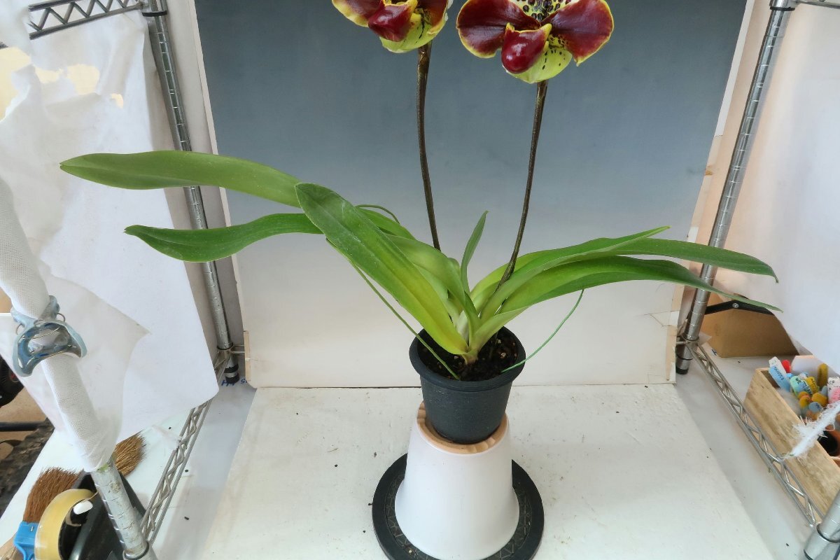 洋蘭 パフィオ TA12212 Paph. Glorious World TB17-46 Paph. Perfect World ‘Tokyo’ x Thunder World ‘Nissho ...