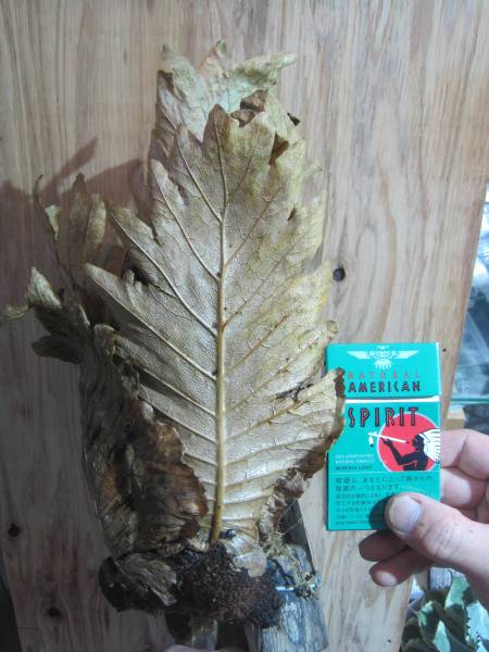 Aerophyte ドリナリアクエリシフォーリア(ビカクシダ、コウモリラン)｜売買されたオークション情報、yahooの商品情報をアーカイブ公開 ...