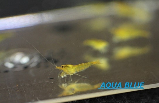 ＜裕 AQUA BLUE＞極黄色イエローシャドー シュリンプ10匹9/17(ビーシュリンプ)｜売買されたオークション情報、yahooの商品情報 ...