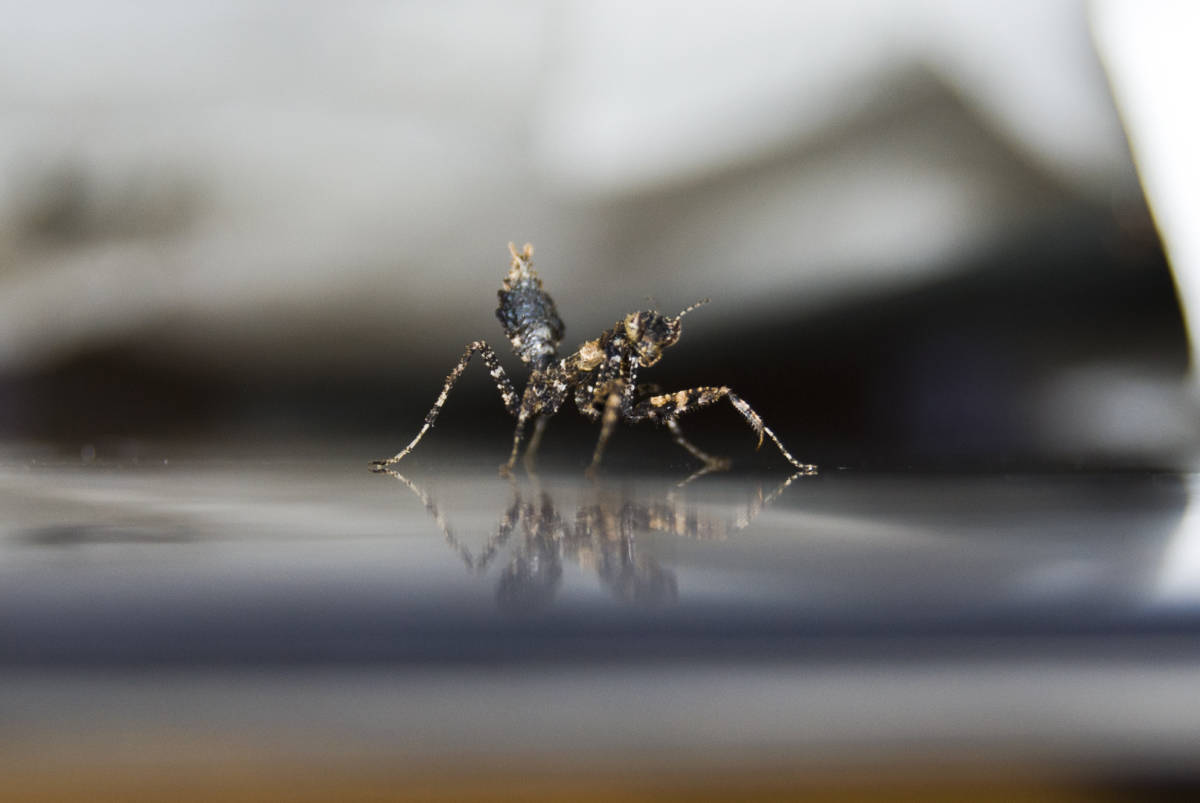 激レア ペルー産カマキリ Pseudoacanthops sp. 幼虫5+1匹(虫類)｜売買されたオークション情報、yahooの商品情報を ...