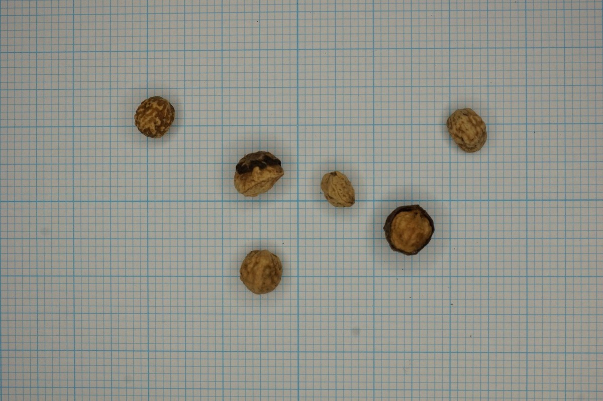 Commiphora bruceae コンミフォラ ブルセアエ ミルラノキ属種子3粒 第四種 1円(その他)｜売買されたオークション情報 ...