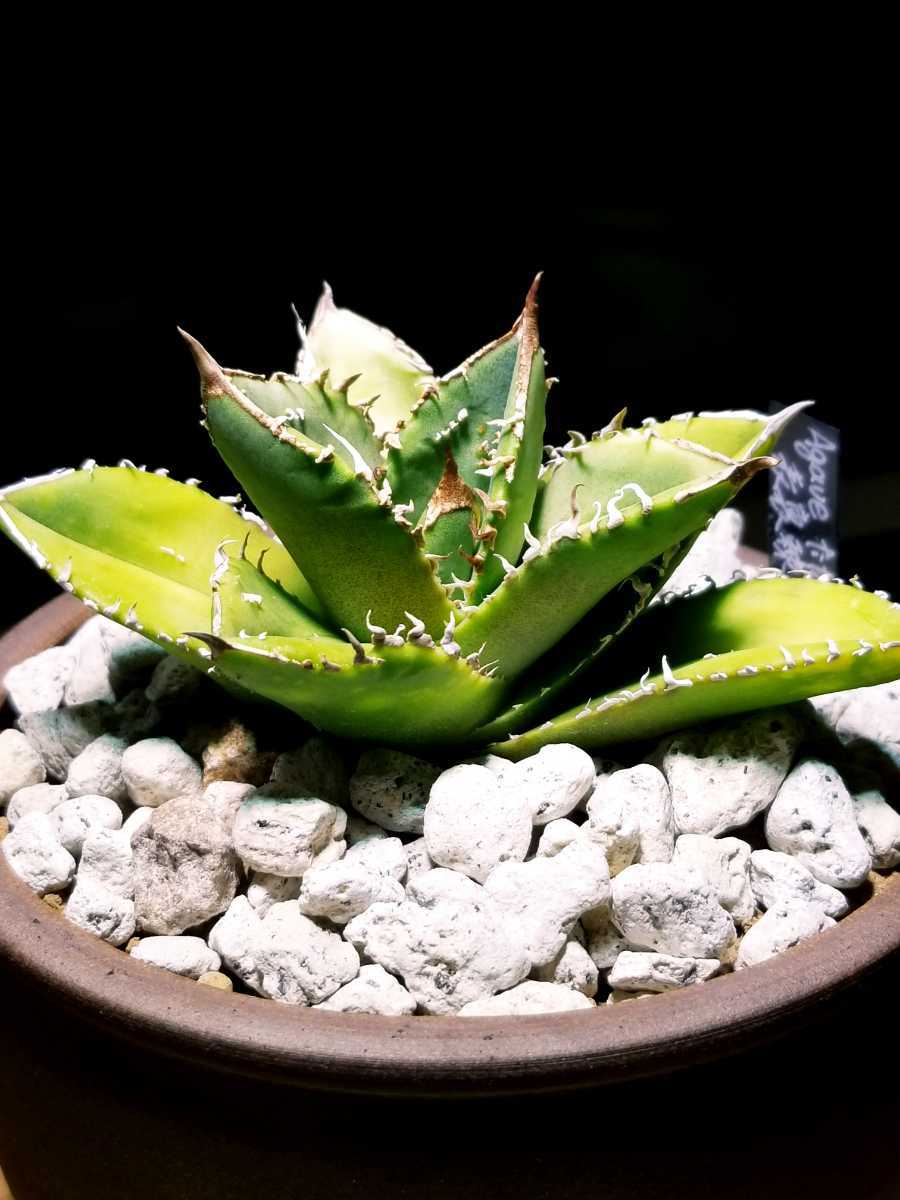 株 Agave titanota reo FO-222 アガベ チタノタ レオ 裏表刺 伝市鉢(アガベ)｜売買されたオークション情報 ...