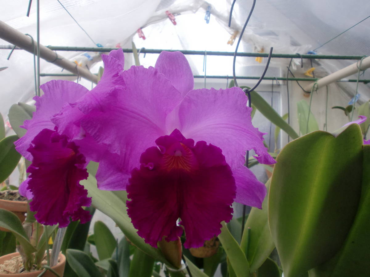 洋蘭 カトレア交配種 C.Sharon Shutty Wright 'Anchors Away'SM/JOGA(ラン)｜売買されたオークション ...