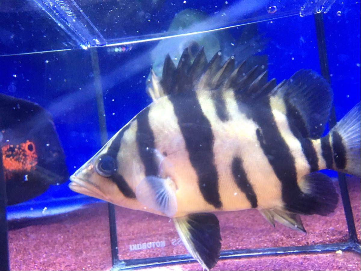 Aqua tss ダトニオ リアルバンド 15センチ± パレンバン産 画像の個体(その他)｜売買されたオークション情報、yahooの商品情報をアーカイブ公開 - オークファン（aucfan.com）