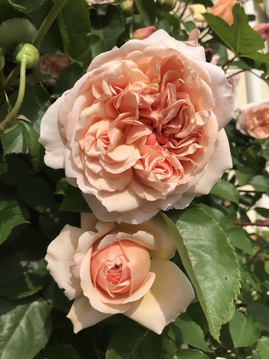 廃盤強香ERエブリン挿し木苗スリット鉢5号 直径15cm 鉢底から約53cm(バラ)｜売買されたオークション情報、yahooの商品情報をアーカイブ公開 - オークファン（aucfan.com）