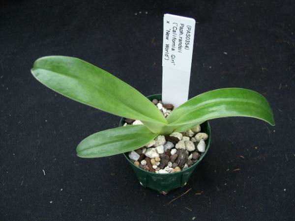 パフィオ PAS0354 Paph.randsii x sib.米国実生-1(ラン)｜売買されたオークション情報、yahooの商品情報を ...