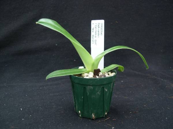 パフィオ PAS0354 Paph.randsii x sib.米国実生-1(ラン)｜売買されたオークション情報、yahooの商品情報を ...