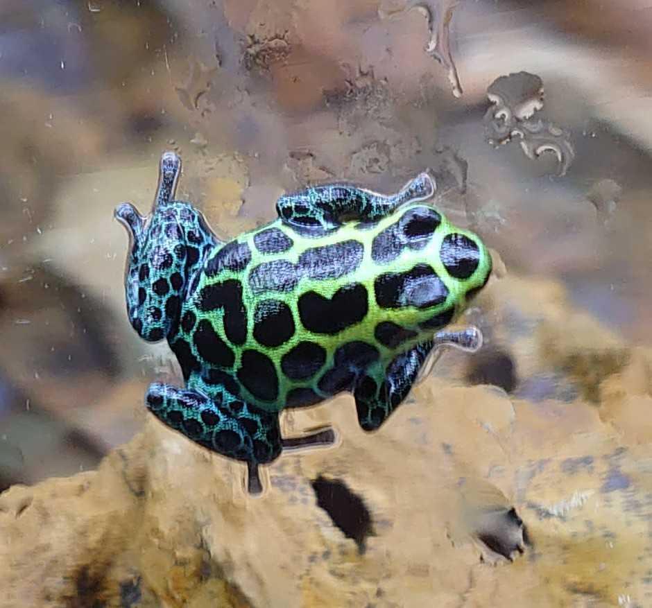 ヤドクガエル オス確定個体1匹 その② バリアビリス サザンRanitomeya variabilis “Southern”(カエル)｜売買さ ...