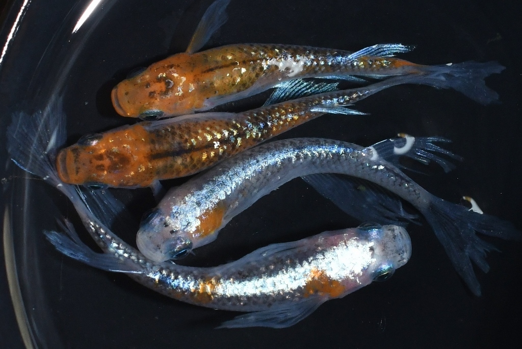 ω猫飯ω松井ヒレ長煌メダカ 2ペア T18 現物出品(めだか)｜売買されたオークション情報、yahooの商品情報をアーカイブ公開 - オークファン（aucfan.com）