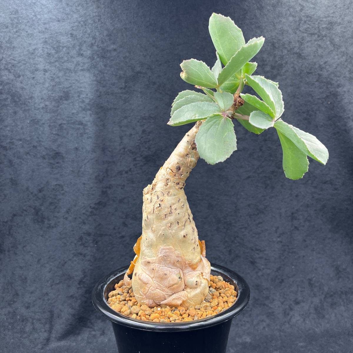 《PW》キフォステンマ“ベティフォルメ，Cyphostemma betiforme”塊根 コーデックス 多肉植物 - 13，600円 ...